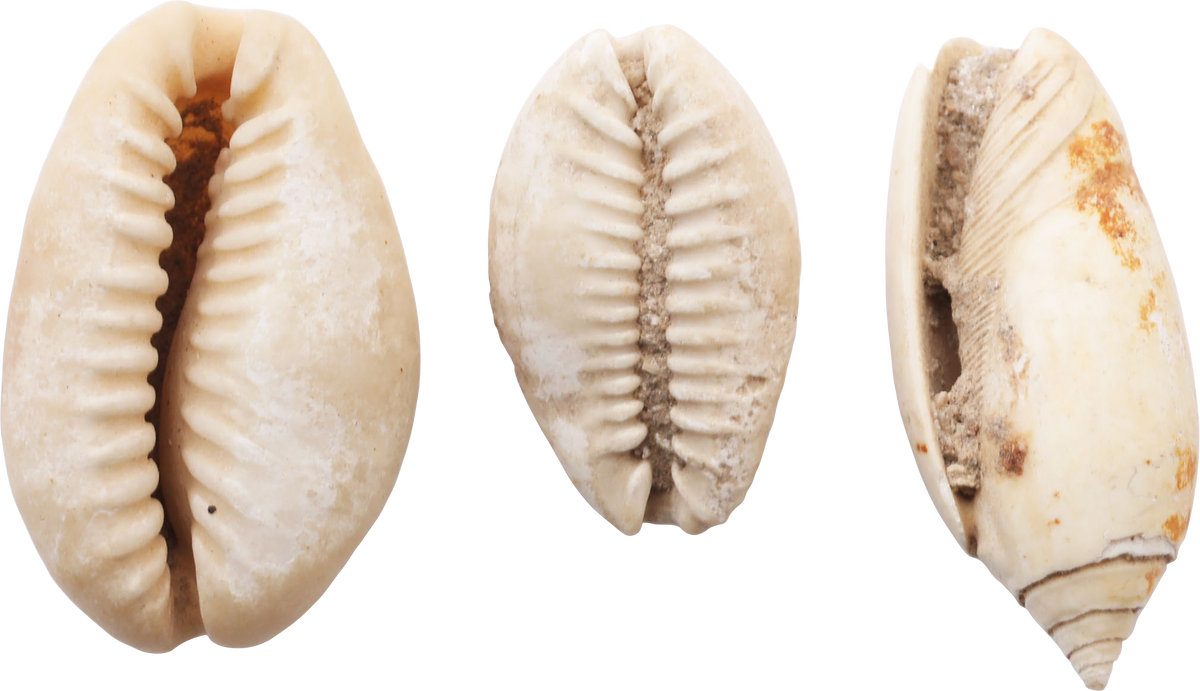 ANCIENT EGYPTIAN SHELLS
