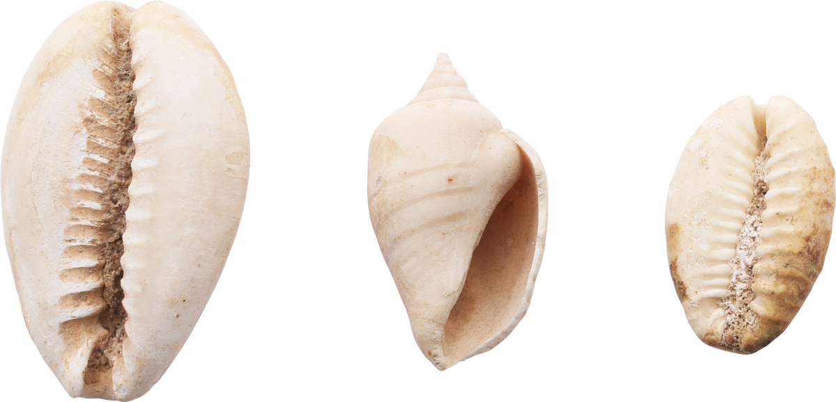 ANCIENT EGYPTIAN SHELLS